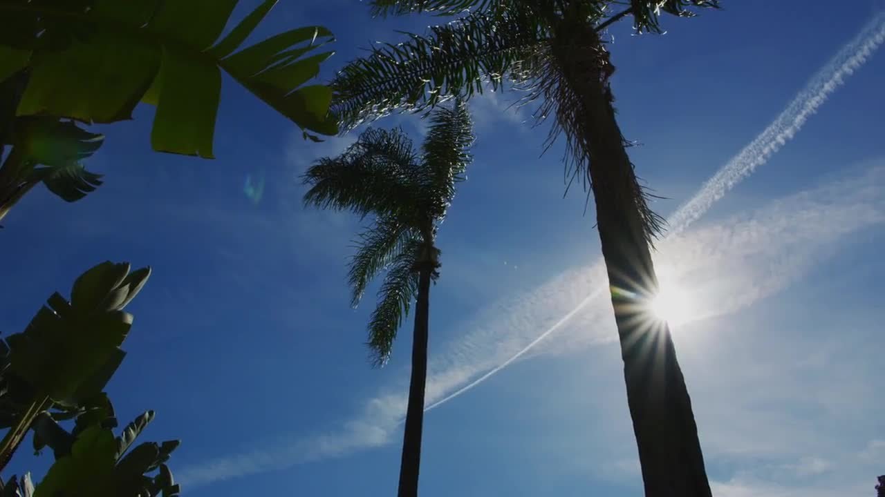 Sunny Trees Stock Video - YouTube