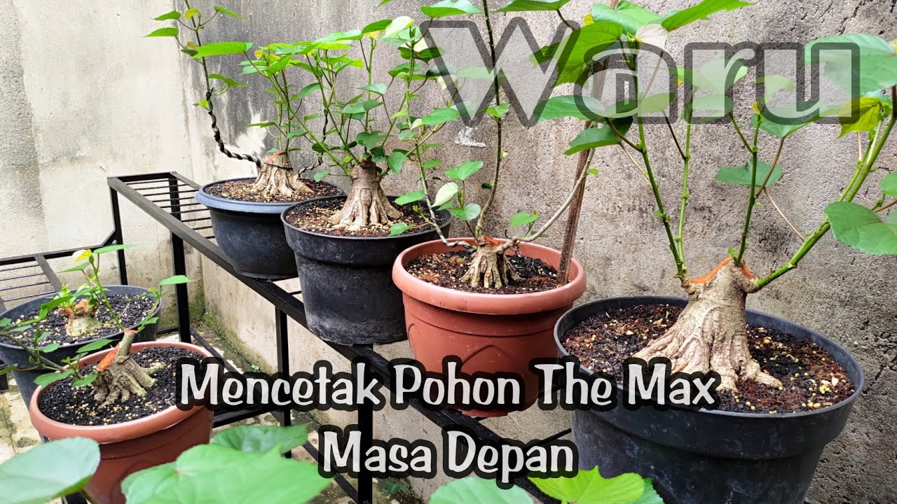 Membuat Bonsai Waru Petarung The max masa depan || Cara Membuat ...