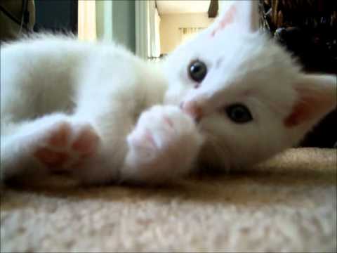 Bug - 6 week old kitten