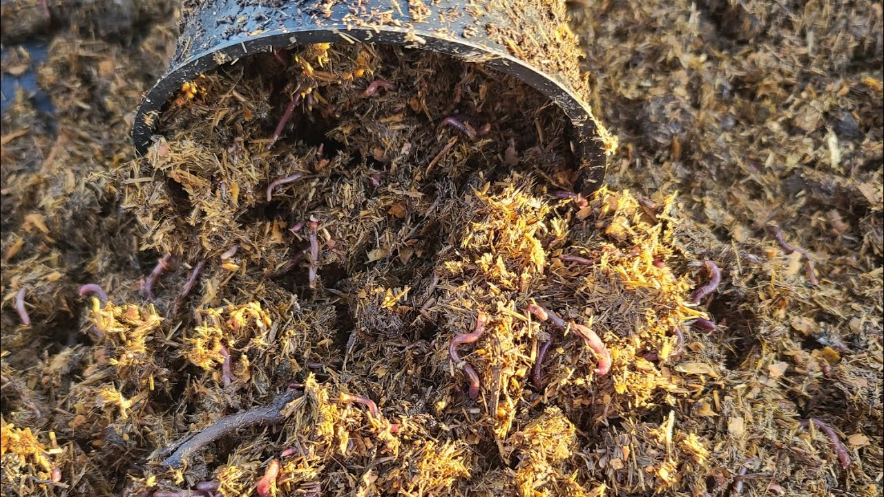 An experimental worm bed - YouTube