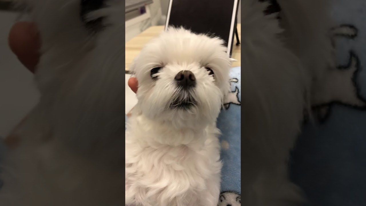 기분좋으면 코고는 강아지 snoring dog - YouTube