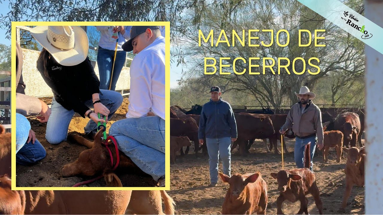 Manejo de Becerros - YouTube