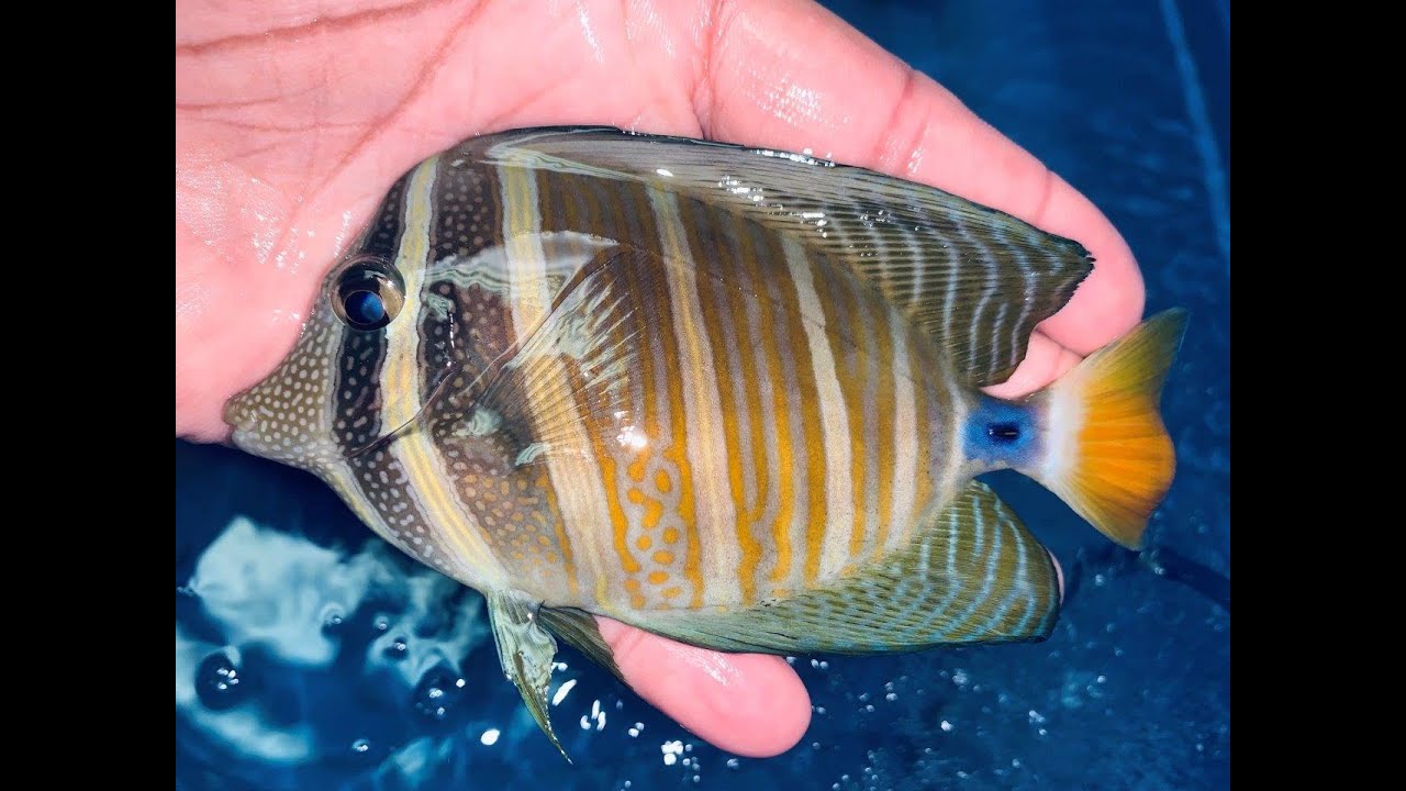 Sailfin Tangs (Hawaii) - YouTube