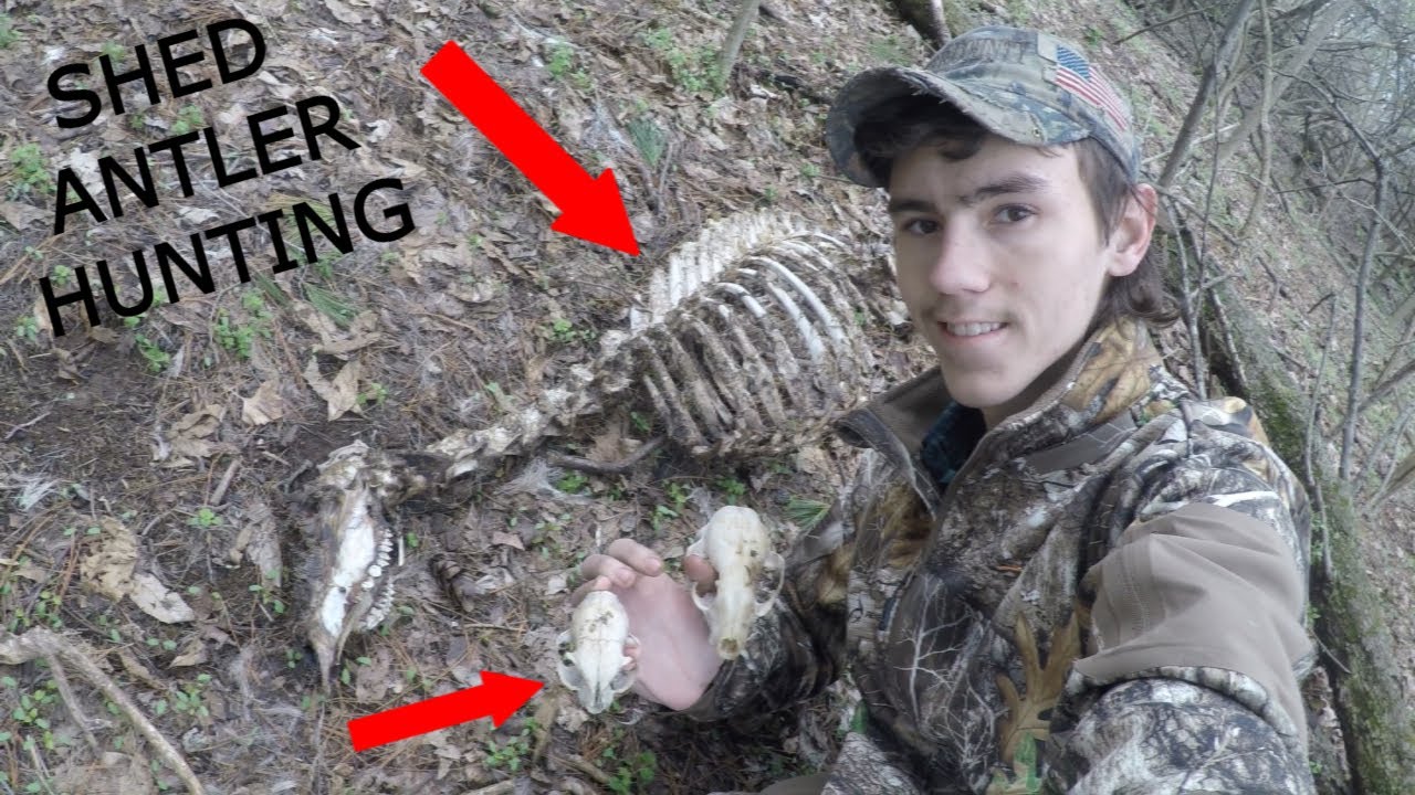 Shed Hunting Turned Into Skull Hunting. - YouTube