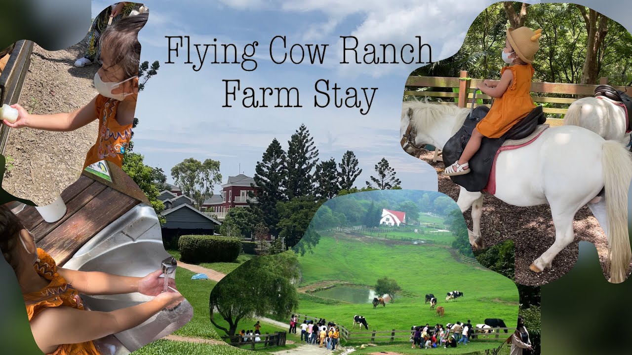 What to do in Taiwan with a toddler? | Donkey riding | goat feeding ...