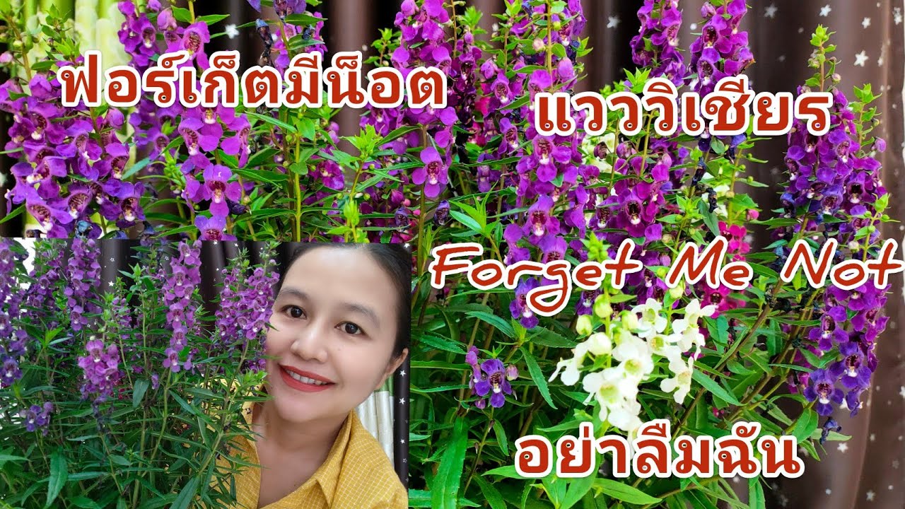 ฟอร์เก็ตมีน็อต (Forget Me Not) แวววิเชียร อย่าลืมฉัน สัญลักษณ์ของความ ...