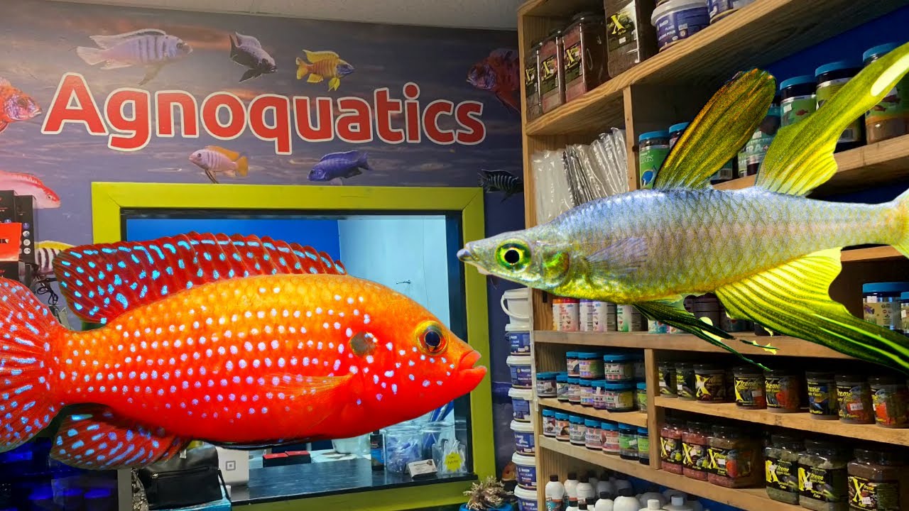 Agnoquatics Fish Store: A Fish Store with everything! - YouTube