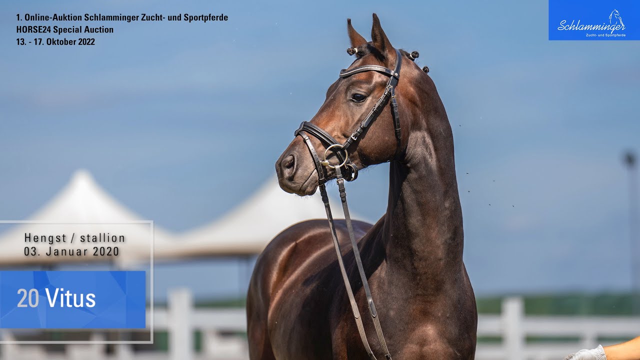 Schlamminger-Auktion Lot 20 Vitus Hengst v.Viva Gold - De Niro - YouTube