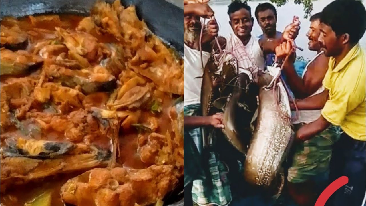 7kg size monstar river boyal fish নদীর বয়াল মাছ - YouTube