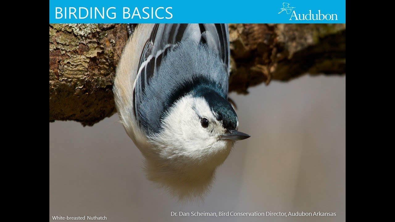 Birding Basics (lecture video) - YouTube