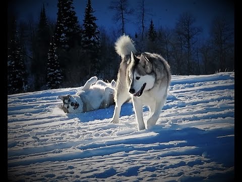 What Is A Alaskan Husky Natural Habitat