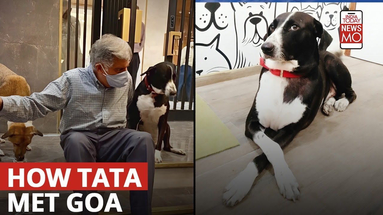 Ratan Tata and Goa: A Story of Loyalty and Love - YouTube