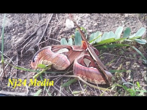 Beautiful Butterfly l Caring For an Injured Butterfly l Nj24 Media l ...