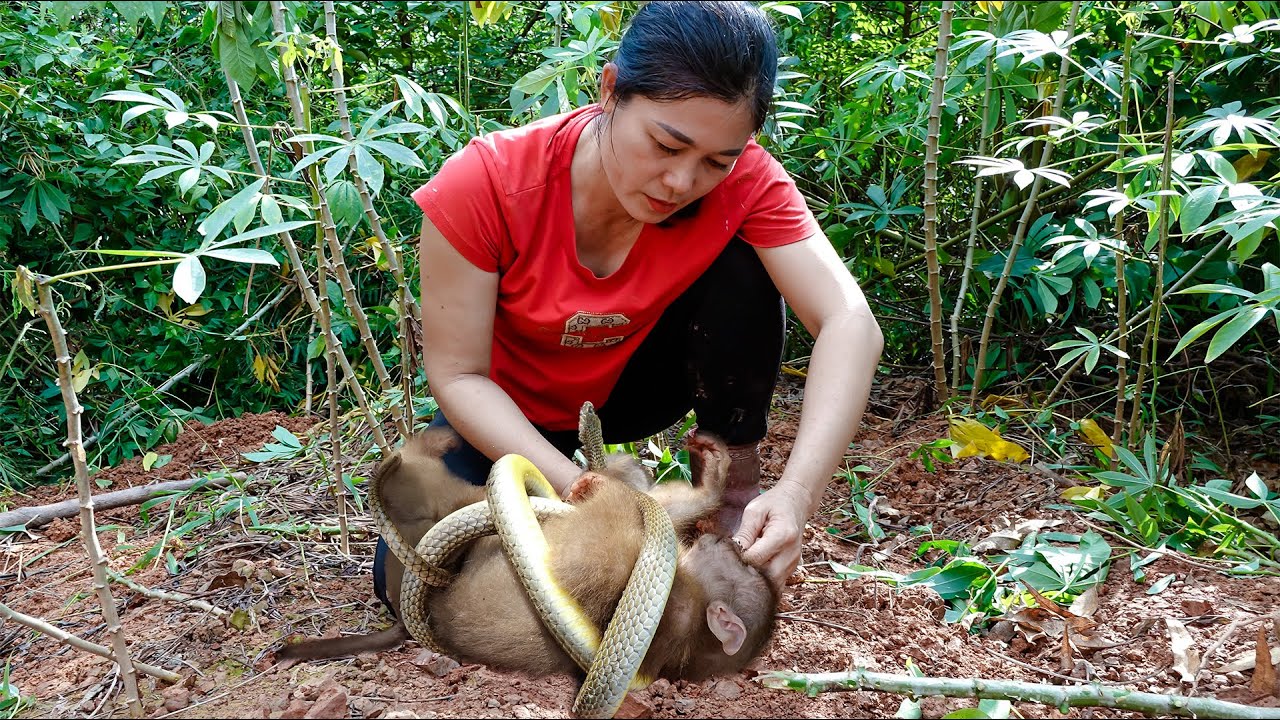 Harvest Life My Bad Day - Snake Attacks Monkey - Harvesting Cassava ...