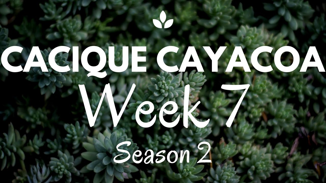 Cannabis Autoflower One Minute Update - Week 7 - YouTube