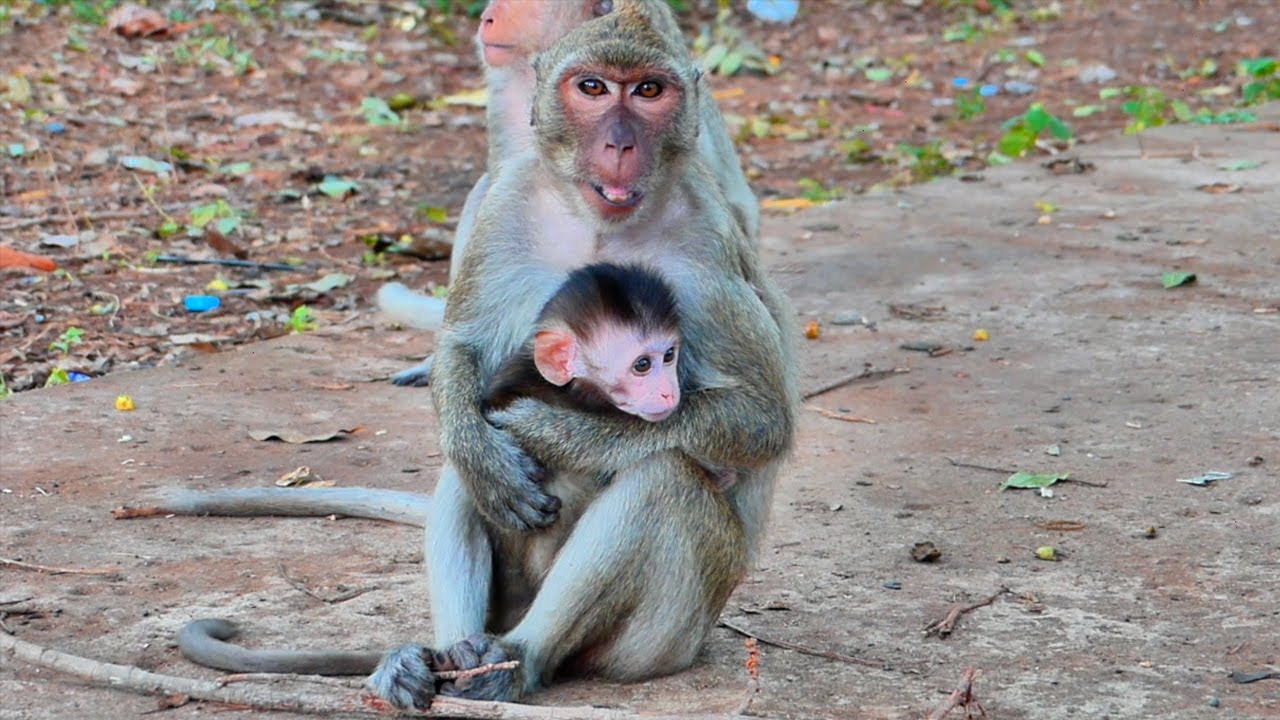 My God ! Baby cute monkey MIMI tries to moves out of MUNDA -when she ...
