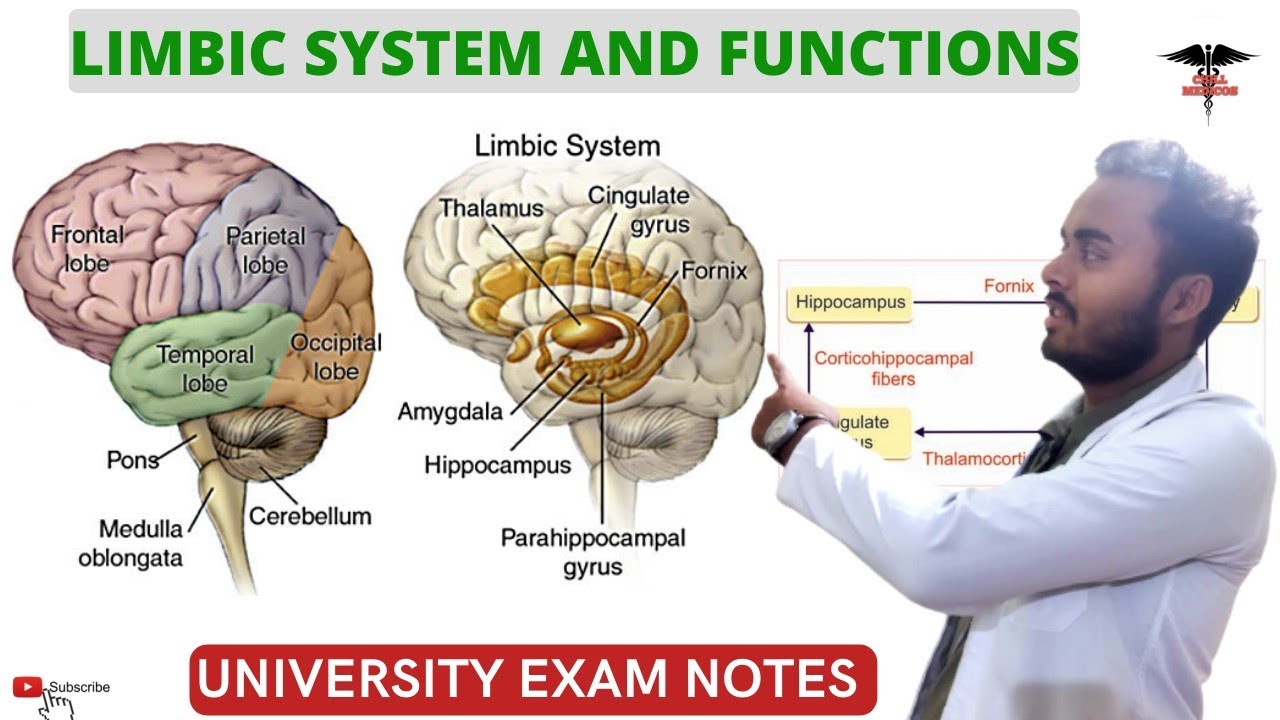 Limbic System & Functions || CNS Physiology - YouTube