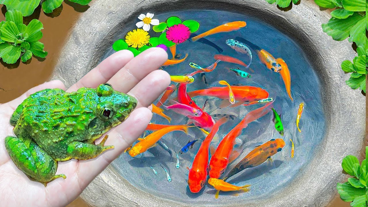 Unbelievable Catch Frogs, Guppies, Koi Fish, Ornamental Fish, Surprise ...