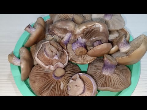 Готовлю грибы"синяя ножка". - YouTube
