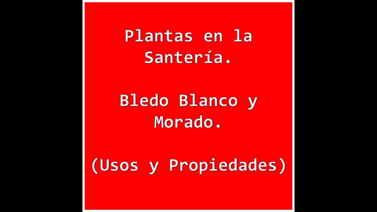 Plantas en la Santería. Bledo Blanco y Morado. (Usos y Propiedades ...