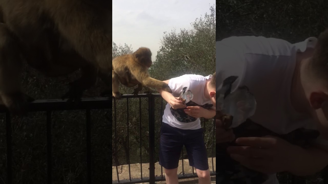Monkey Steals Chocolate Bar - YouTube