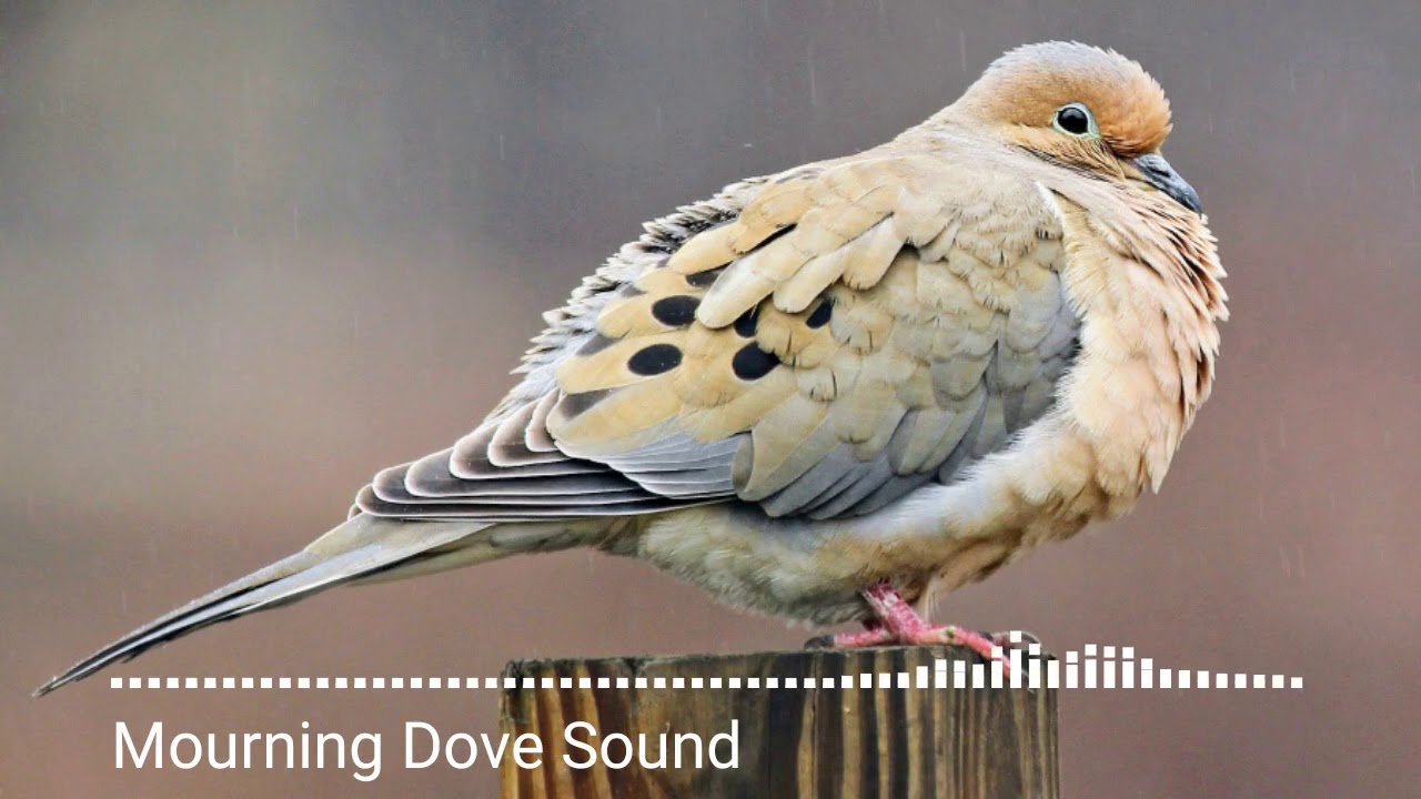 Animal sounds, Mourning Dove Sound - YouTube