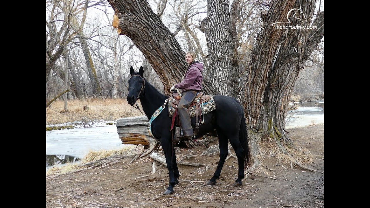 Blenny Full Video- Standardbred Draft Cross For Sale - YouTube