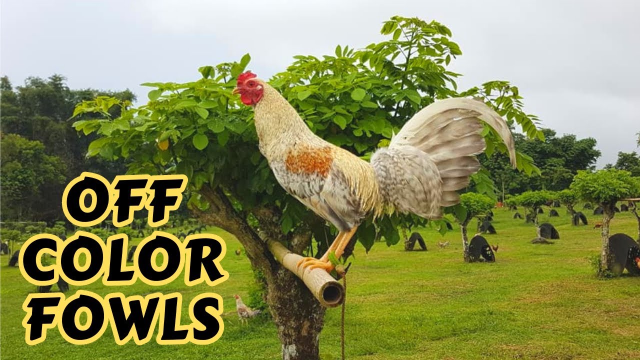 Off Color Fowl | Off Color Rooster - YouTube