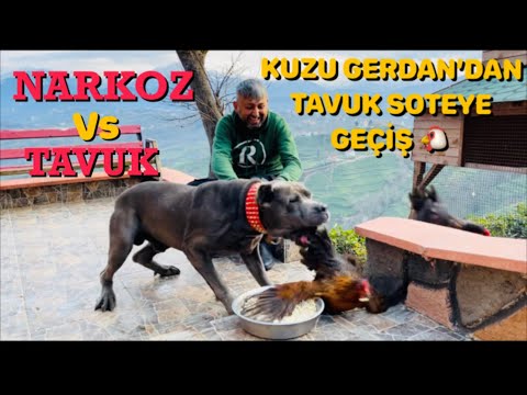 CANE CORSO NARKOZ’UN ZİYAFETİNİ TAVUKLAR BASTI ..!