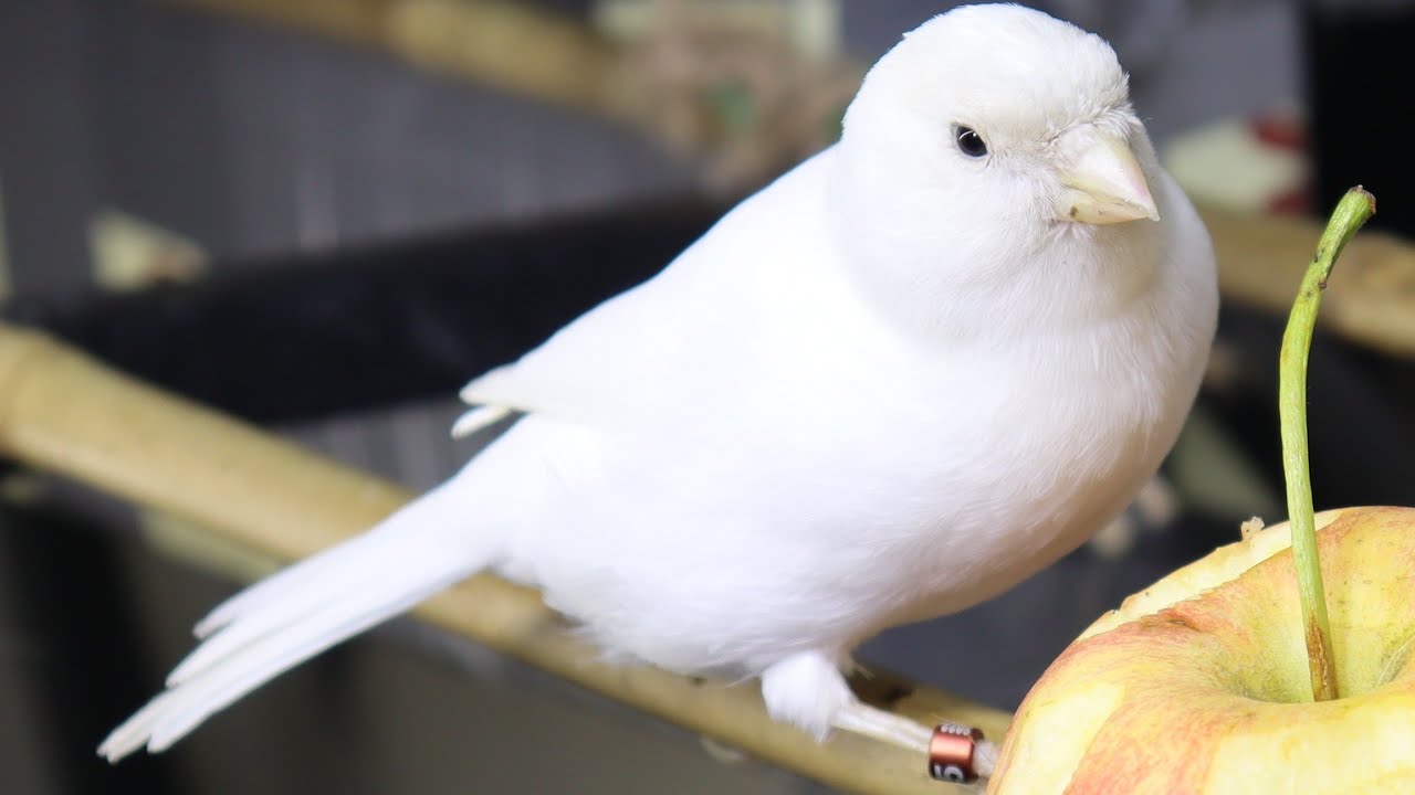 White canary bird - YouTube