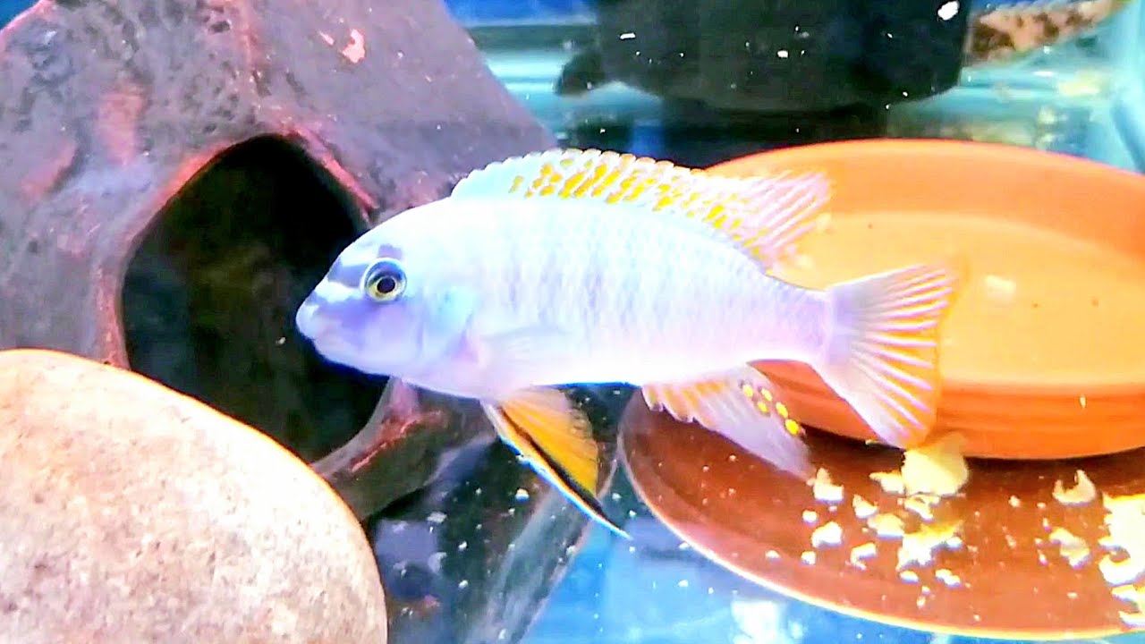 Malawi Breeding LABEOTROPHEUS TREWAVASAE #breeding #cichlid - YouTube