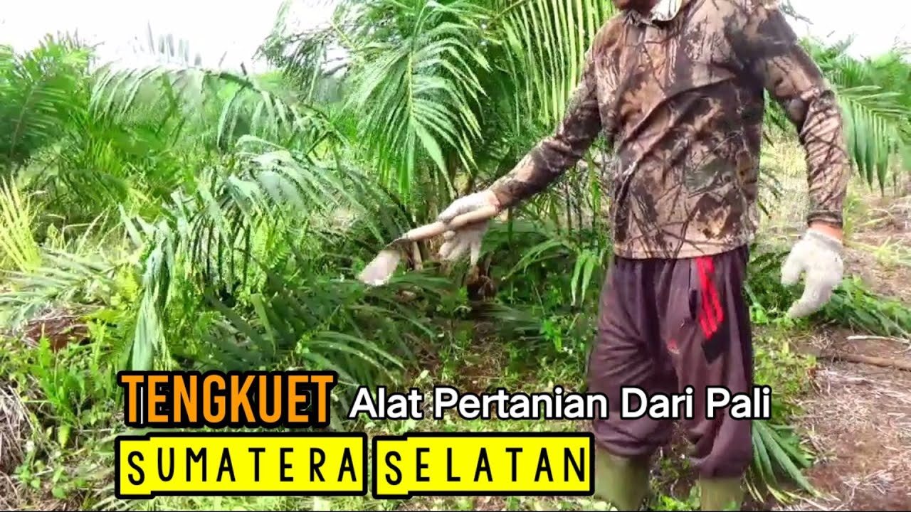 Merumput Piringan Sawit, Mengunakan Alat Tradisional Pali - YouTube