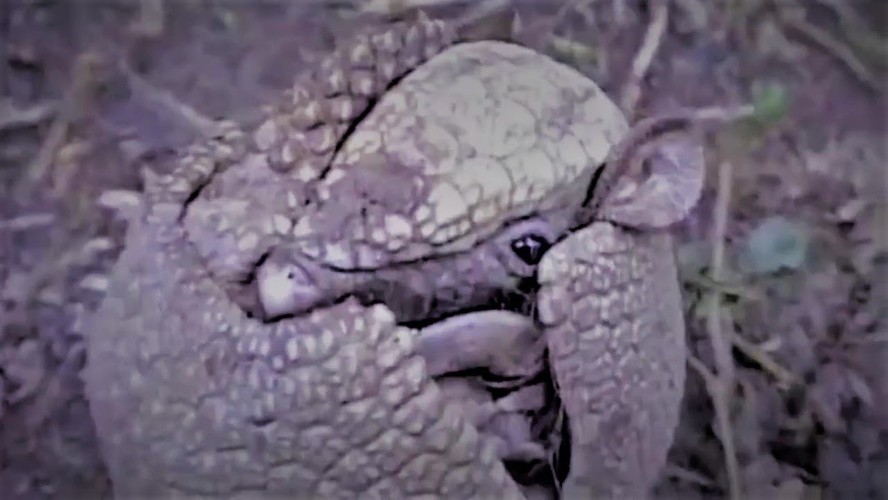 ANIMALS THAT ROLL THEMSELVES UP AND PUFFING BIRDS - YouTube