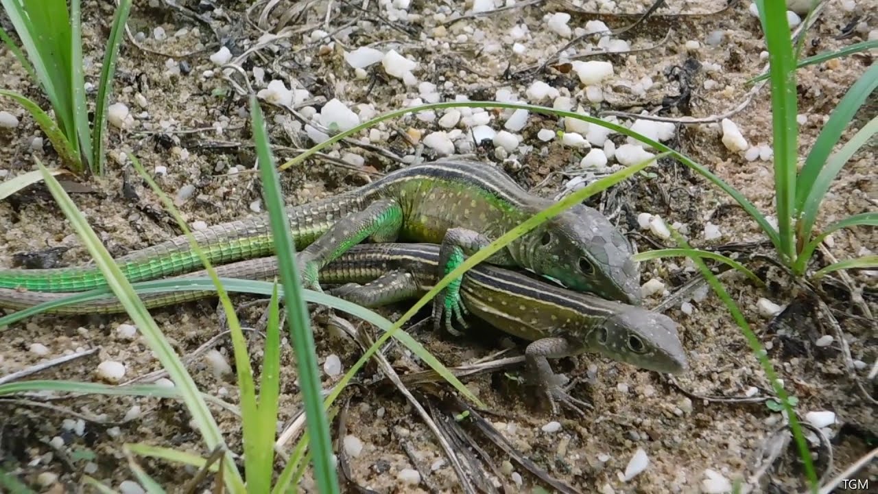 Mating Lizards - YouTube