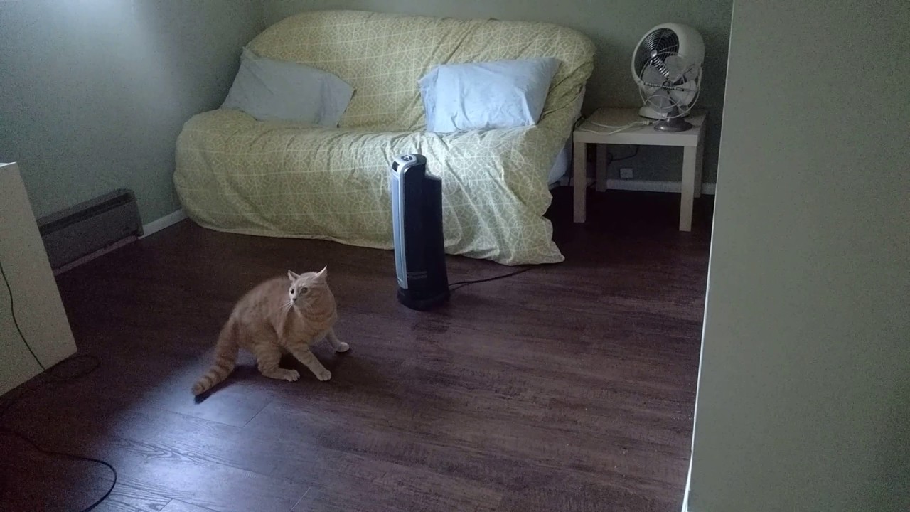 The cat from hell - YouTube