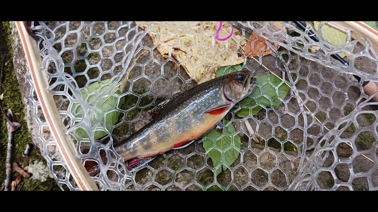 Gorgeous Mountain Stream full of Brook Trout - YouTube