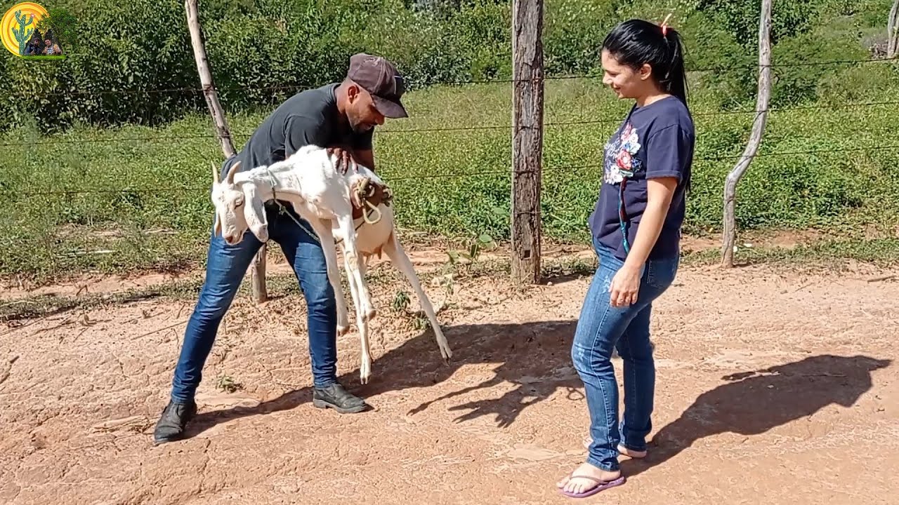 Seu Benedito vende a cabra a uma Linda Morena. Quando Dona Aparecida ...