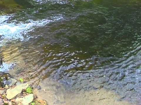 Trophy Trout in the Soque River, Georgia - YouTube