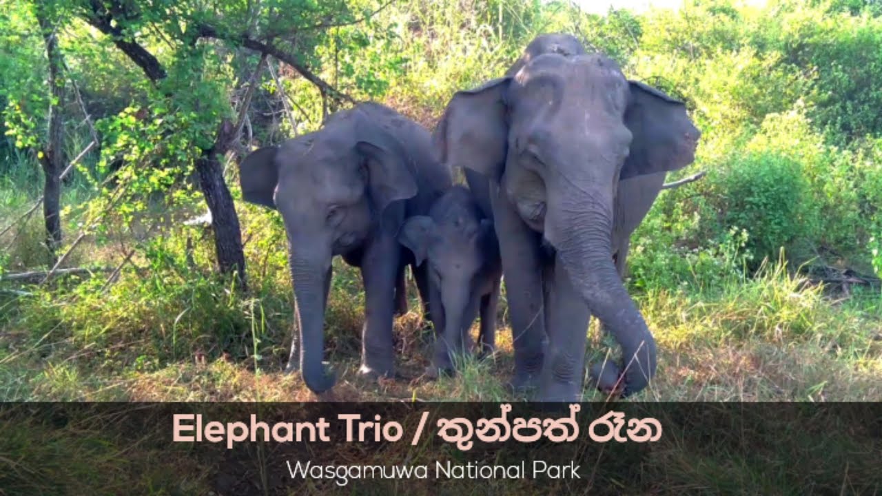තුන්පත් රෑන Elephant Trio #srilanka #wild #elephant #trio - YouTube