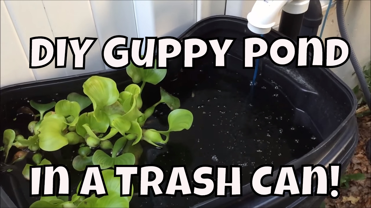 DIY Guppy pond, OK it's a trash can - YouTube