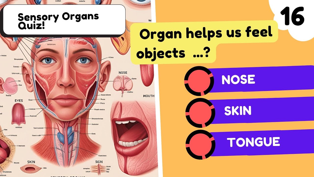 Sensory Organs Quiz | Fun & Educational Trivia on the Five Senses! 👀👂👃👅 ...