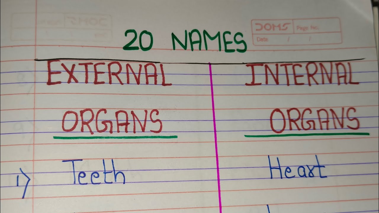 Internal organs/20 internal organs/External organs/10 External organs ...
