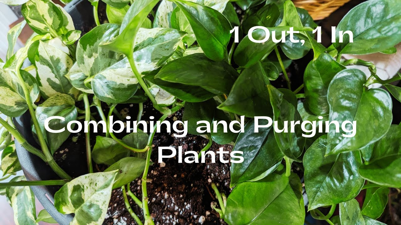 Making Room. Combining & Purging Plants - YouTube