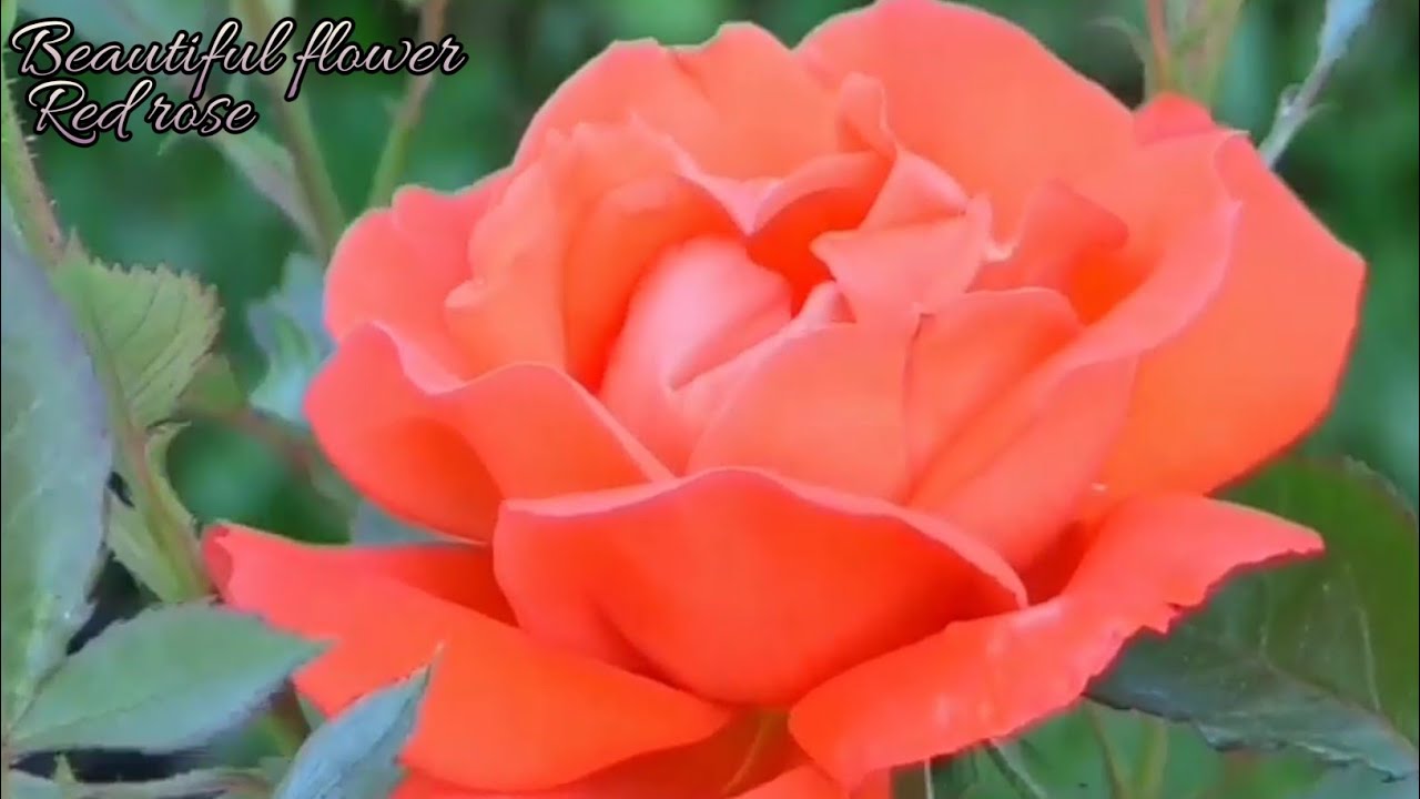BEAUTIFULL RED ROSE FIOWER - YouTube