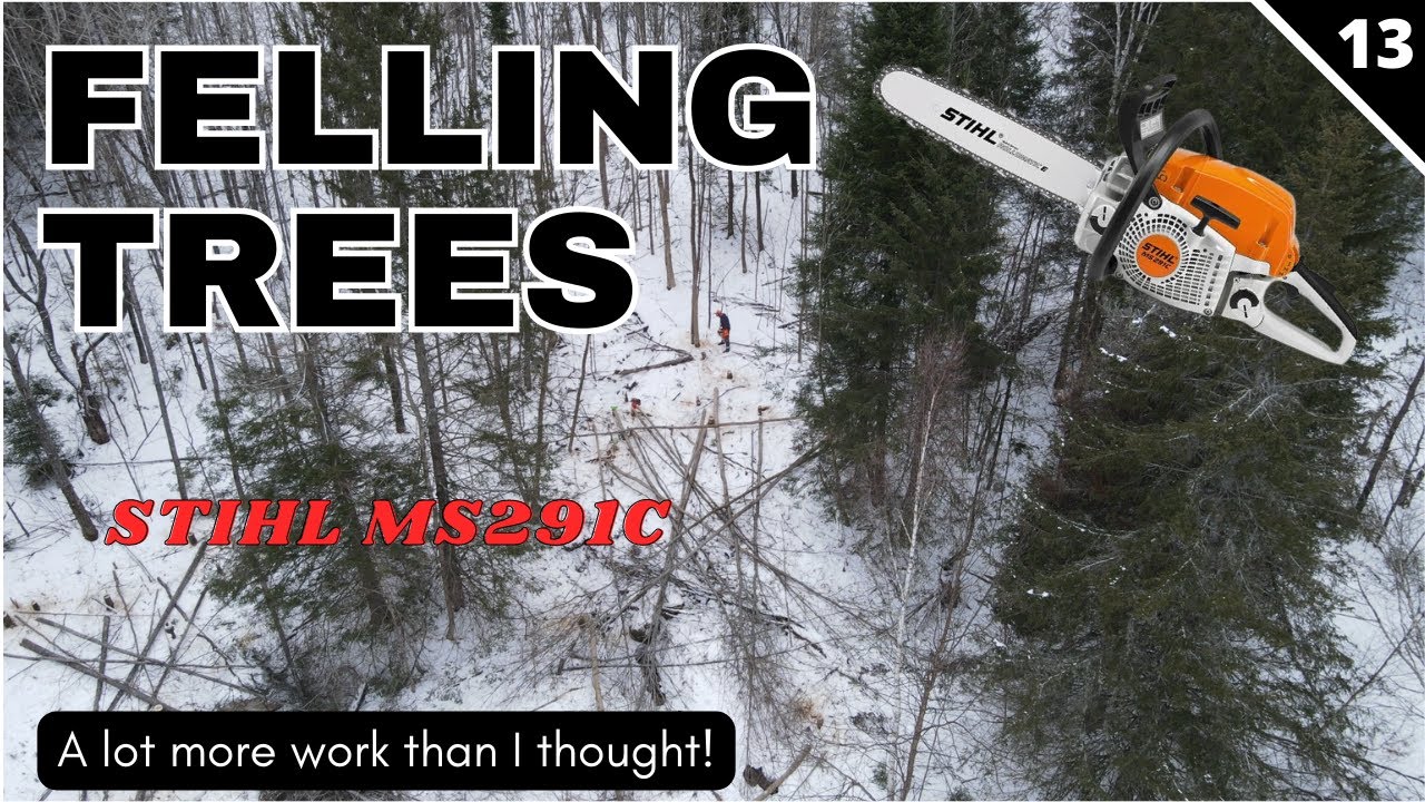 Stihl MS291C Chainsaw - Felling Trees in the Winter - Part 1 - YouTube