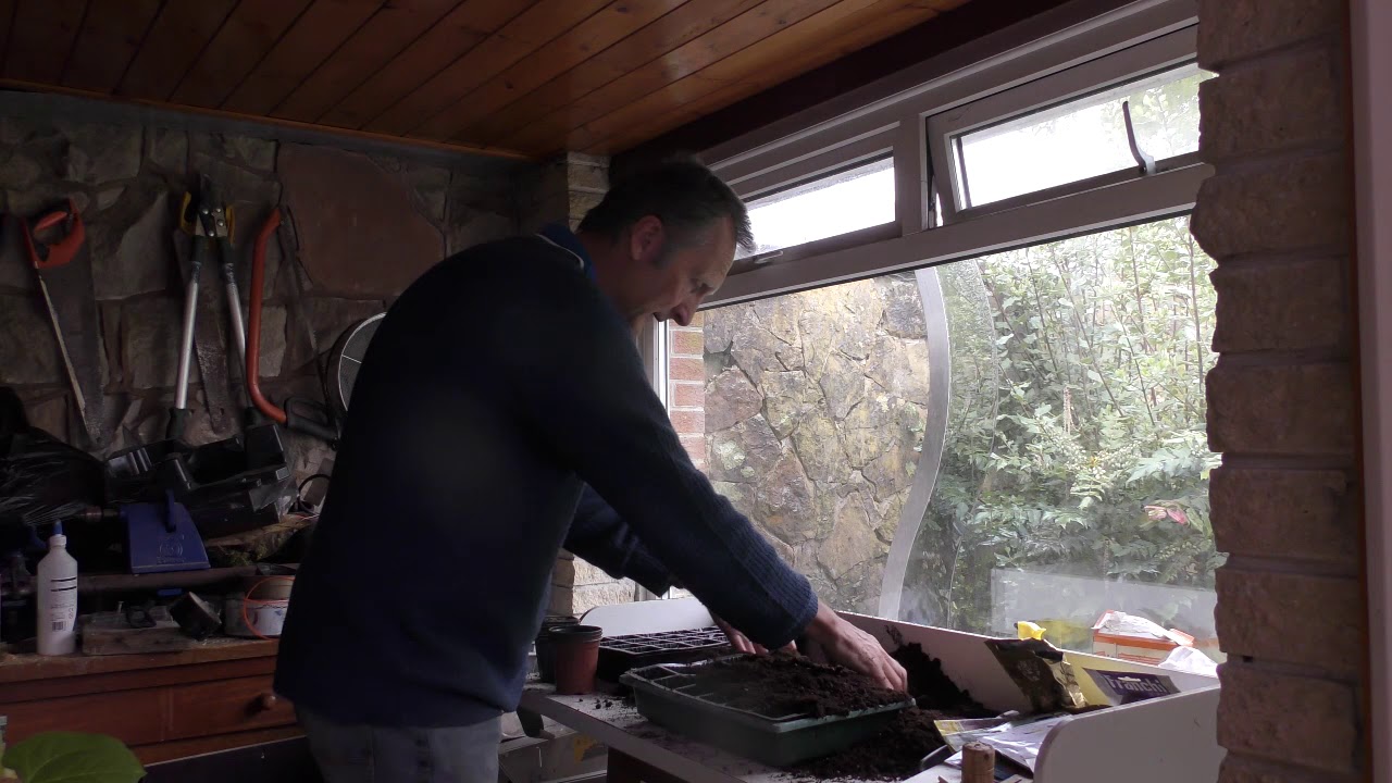 Runner beans sowing staking - YouTube