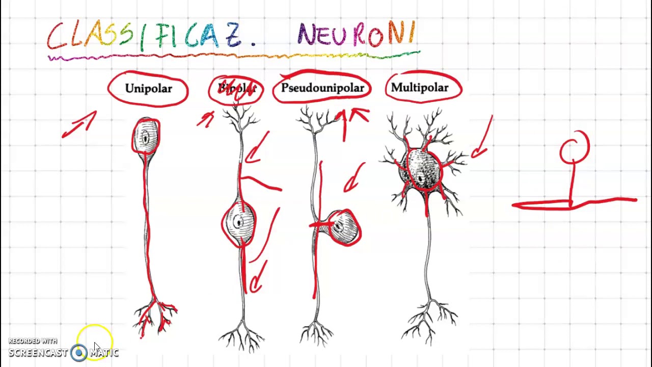 Classificazione morfologica e funzionale dei neuroni - YouTube