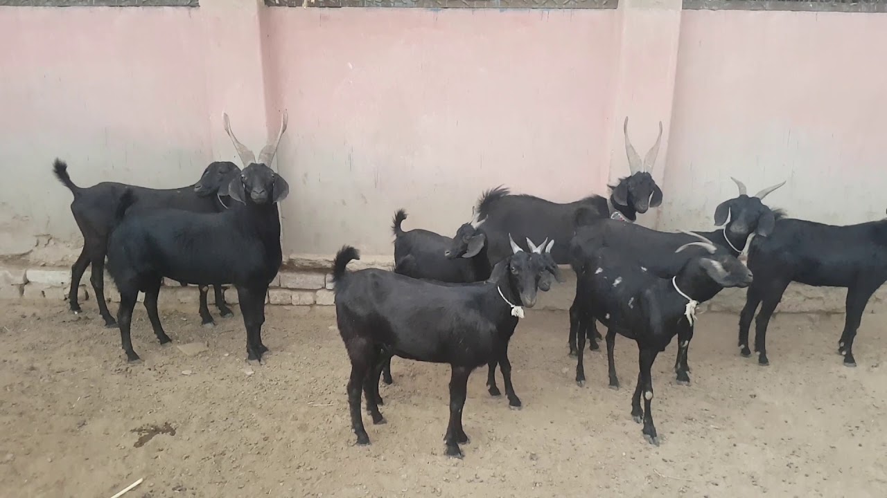 Black tapri goat breed sindh pakistan - YouTube