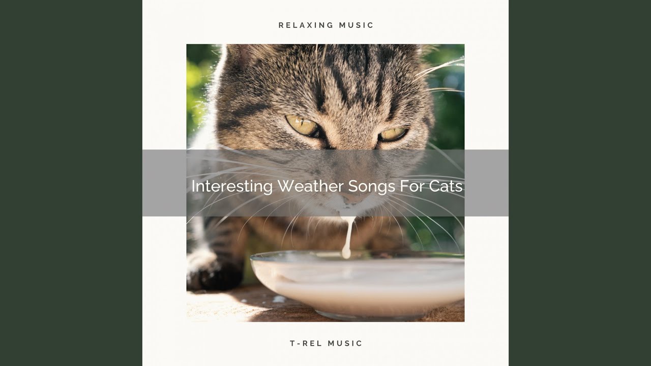 Calming Waves Sounds For Indoors Cats - YouTube