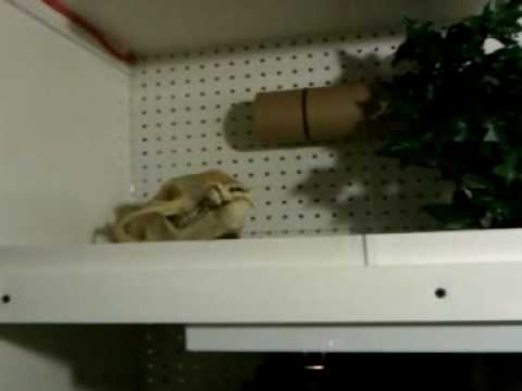 Closer look at new snake display rack. - YouTube